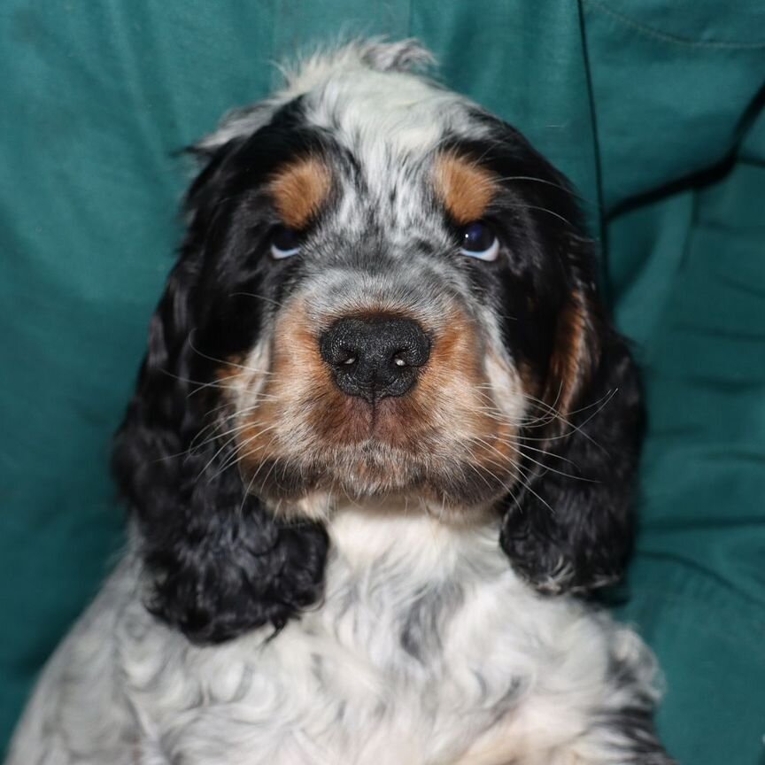 Щенок английского кокер-спаниеля