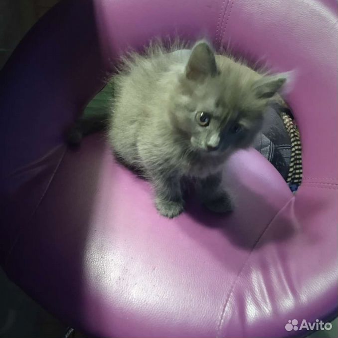 Котëнок девочка 2 месяца бесплатно