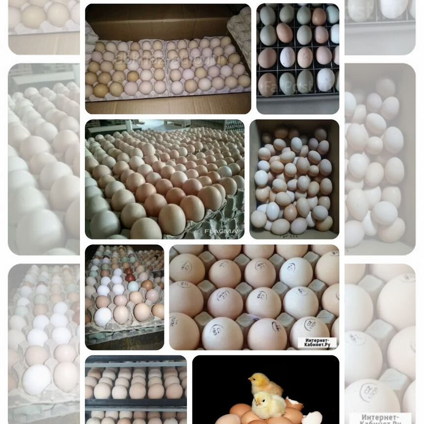 Инкубационное яйцо бройлера кобб 500