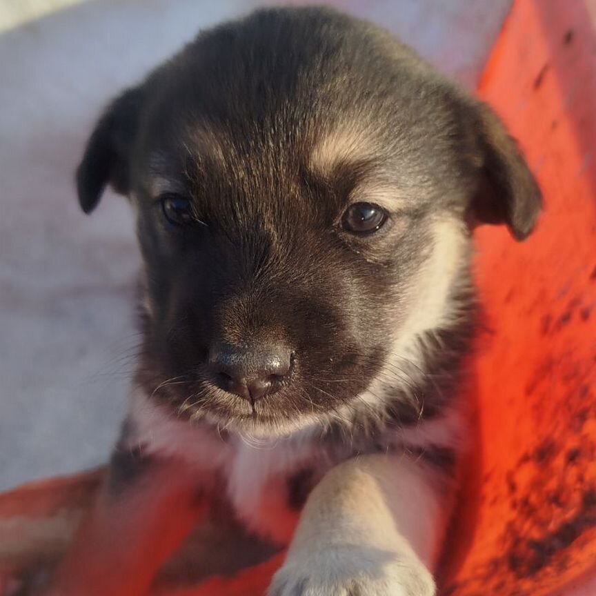 Щенок в добрые руки