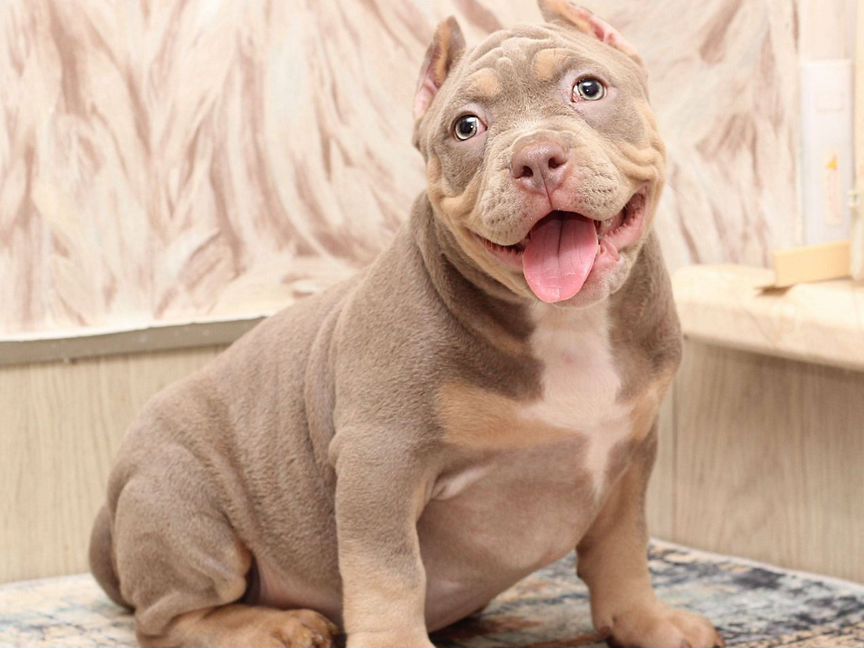 Американский булли покет