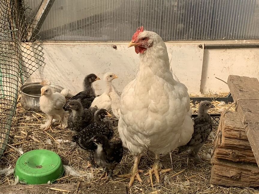 Цыплята Кохинхин и Доменант возраст 5 недель