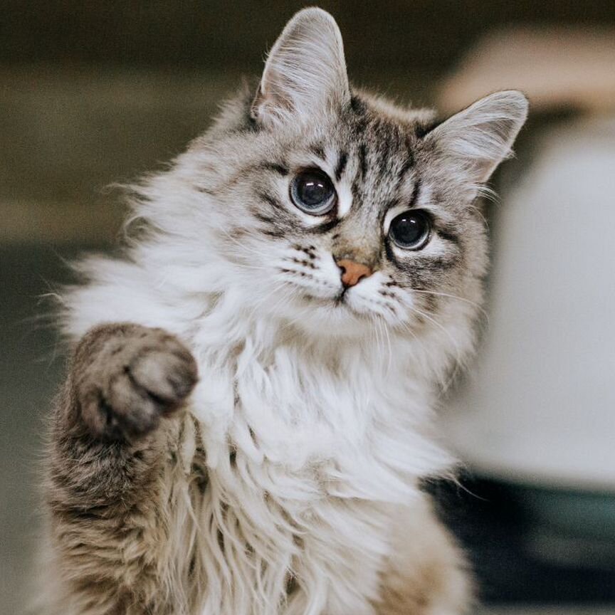 Голубоглазая пушистая кошка Ася в дар
