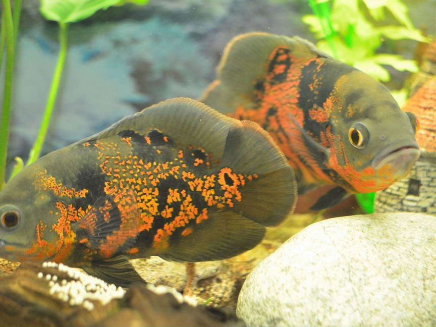 Пара астронотусов самка и самец 20 см цена за пару