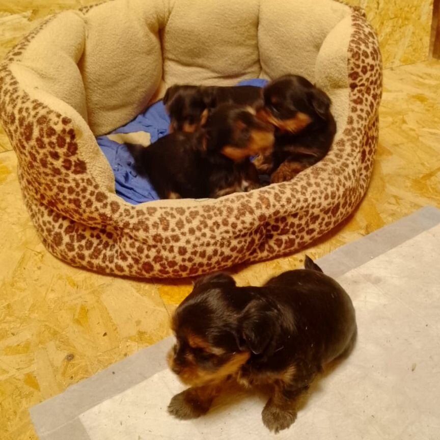 Йоркширский терьер, щенок