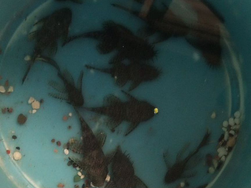 Астронотус