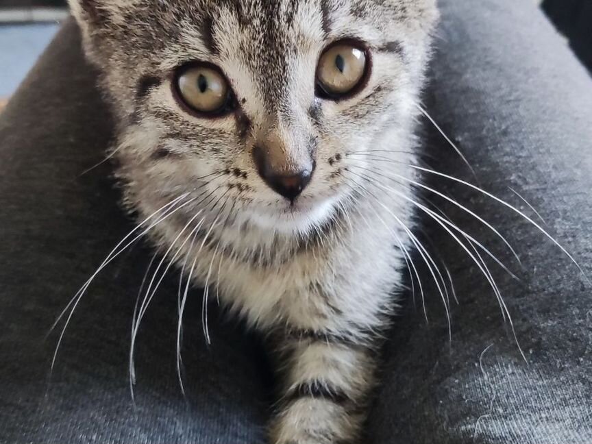 Котенок мальчик 3 мес., озорник и хулиган в дар