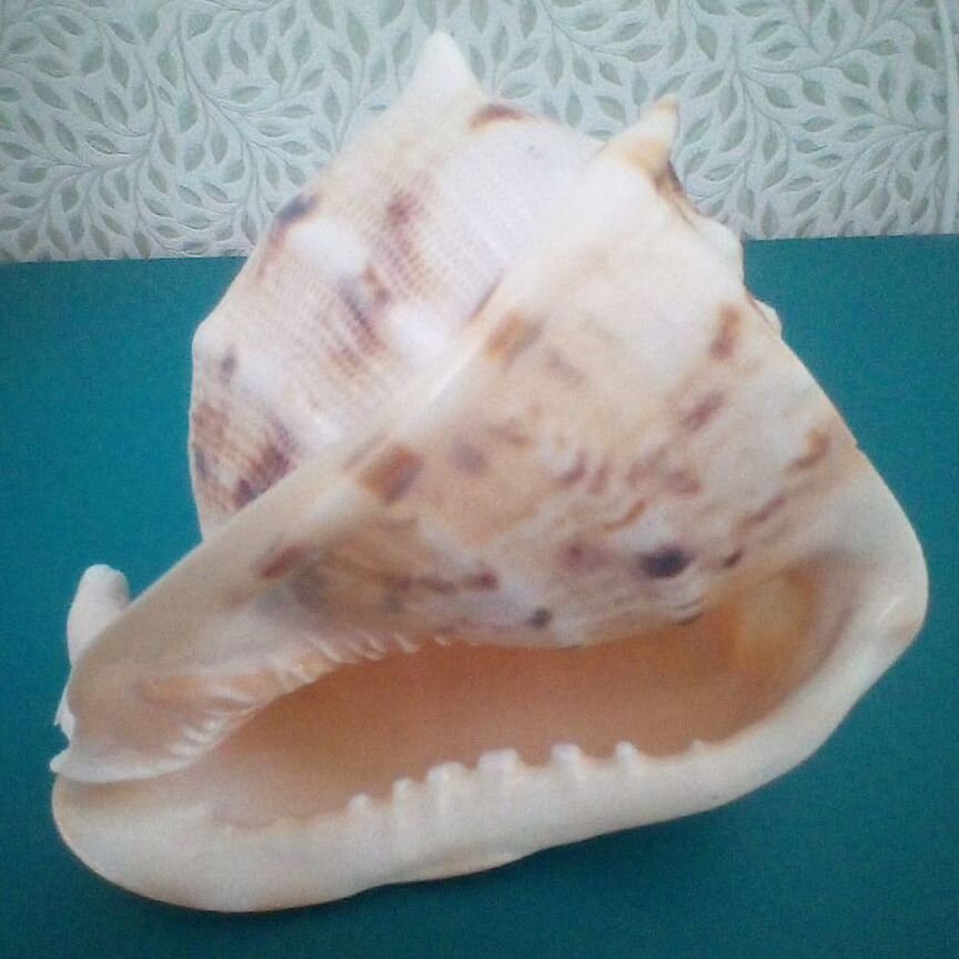 Ракушка морская большая
