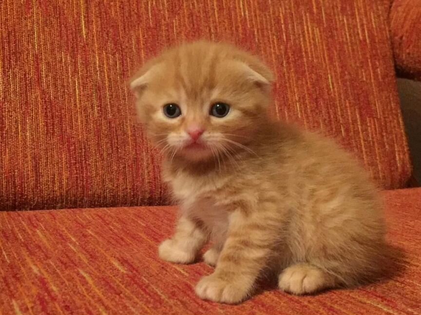 Шотландский вислоушка