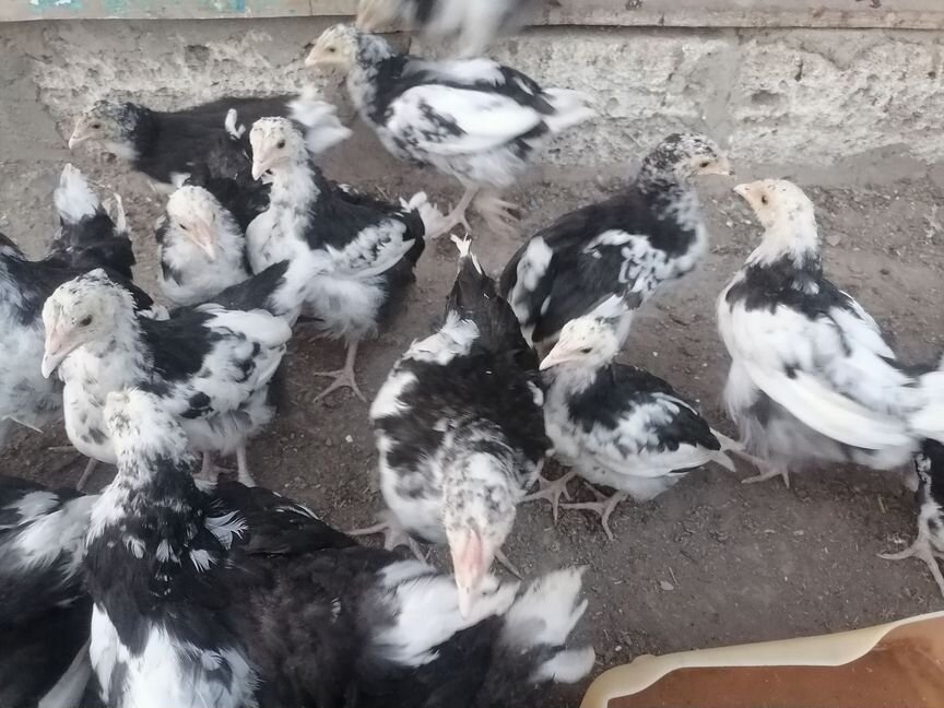 Цыплята подрощенные