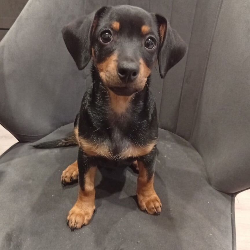 Такса, щенок