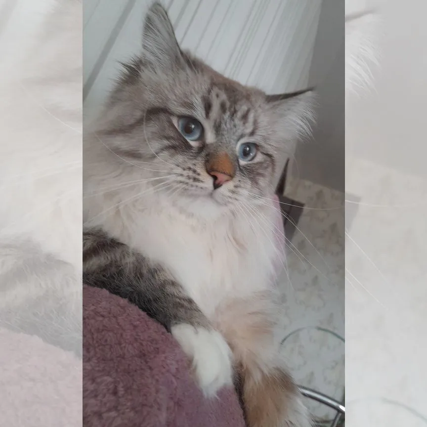 Кот ждёт невесту