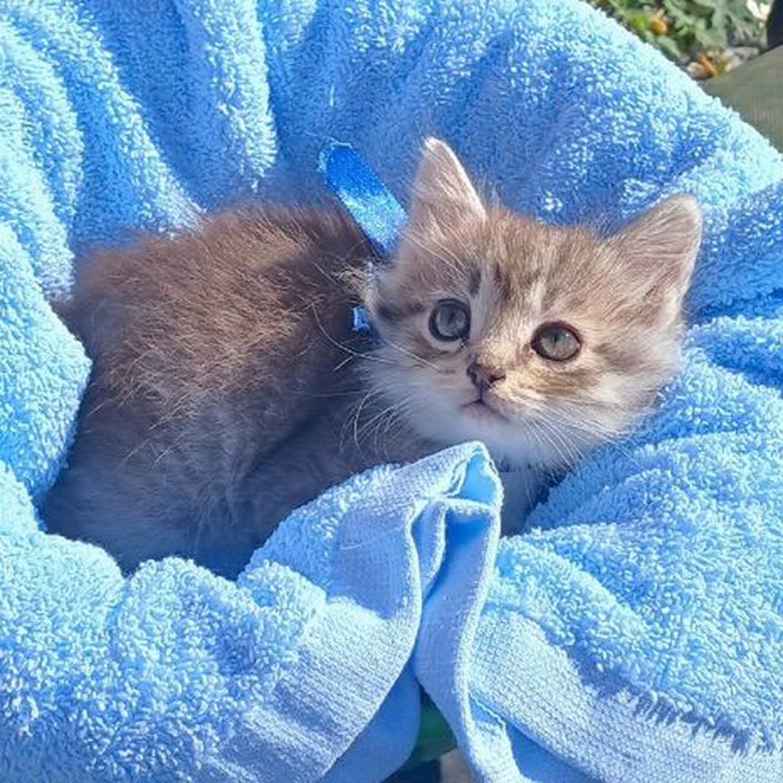 Котята в добрые руки бесплатно
