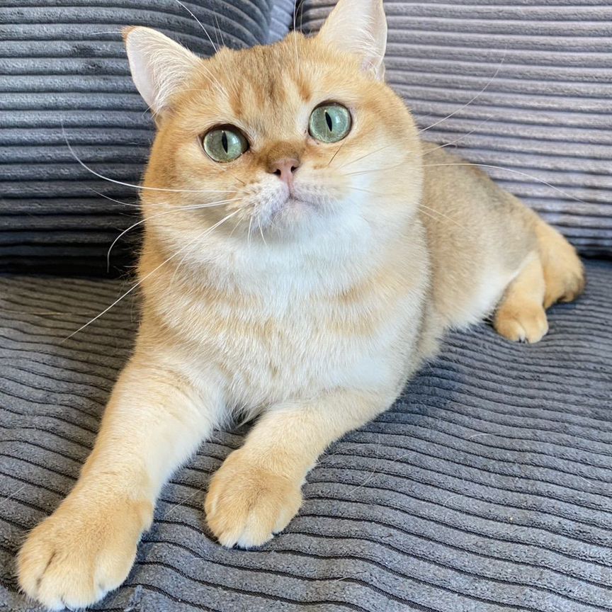 Котик золотая шиншилла