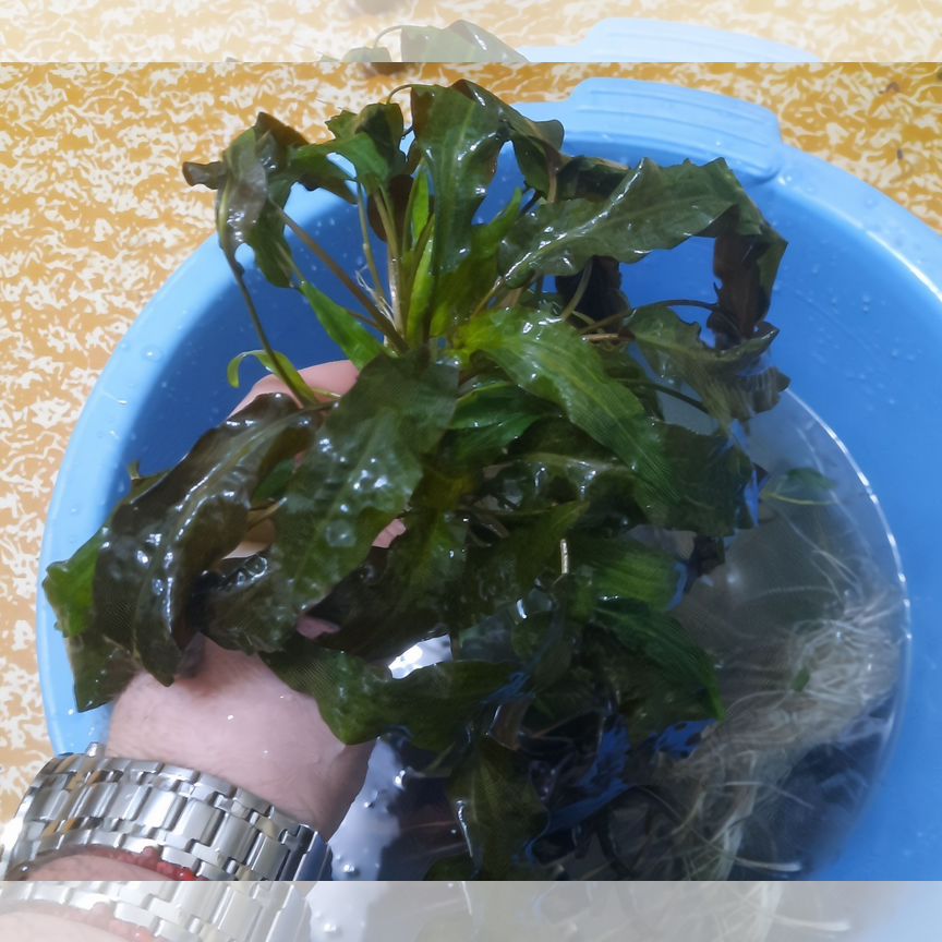 Аквариумное растение криптокарина