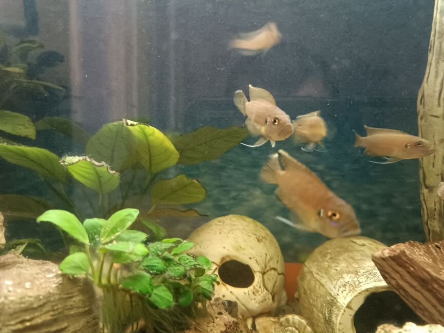 Продам аквариумных рыбок