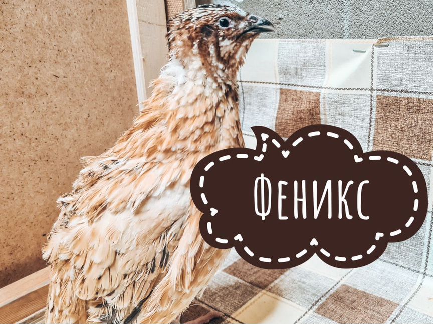 Перепела Фениксы самцы