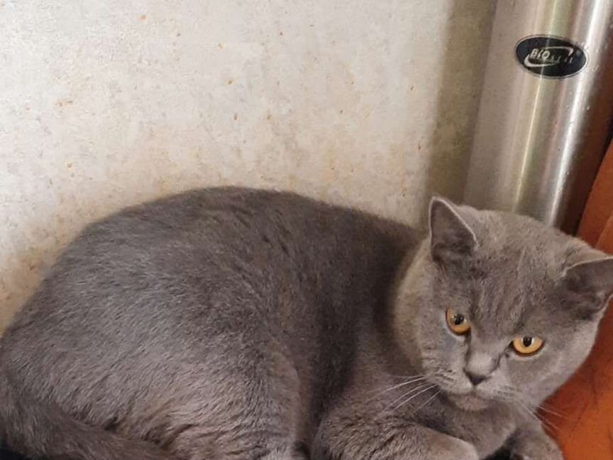 Шатланская кошка