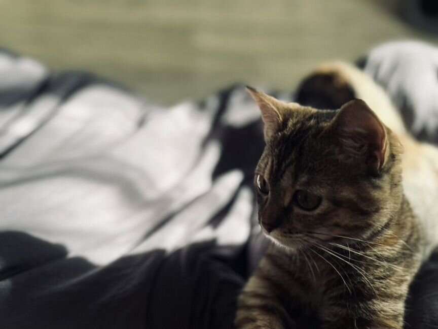 Кошка