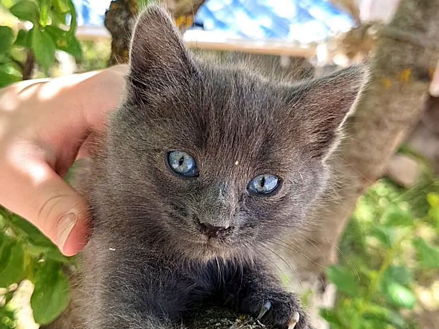 Котенок девочка