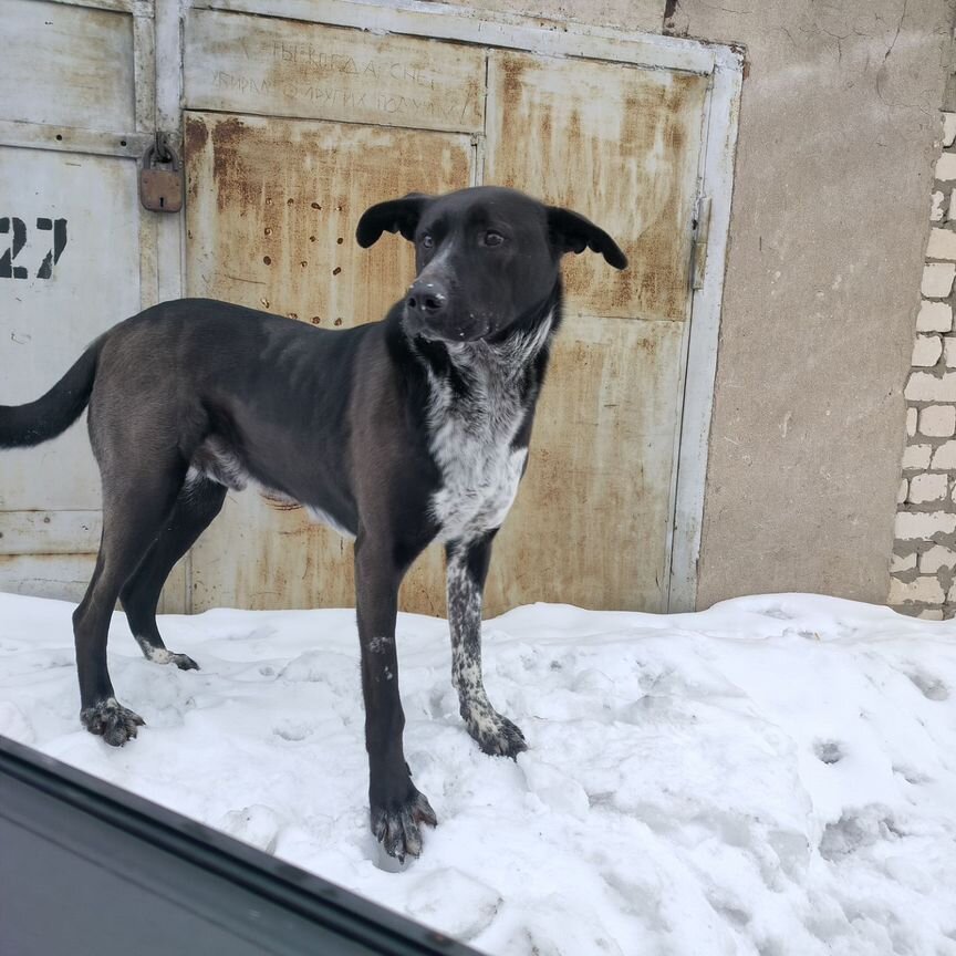 В добрые руки