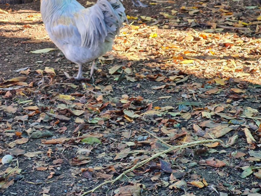 Амераукана молодая семья 4+1