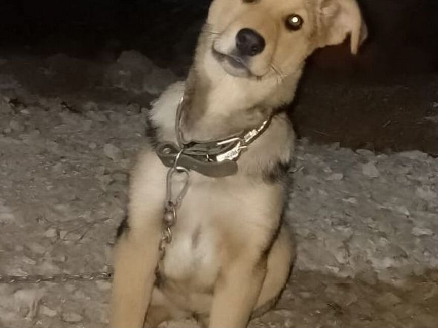 Щенок ищет хозяина