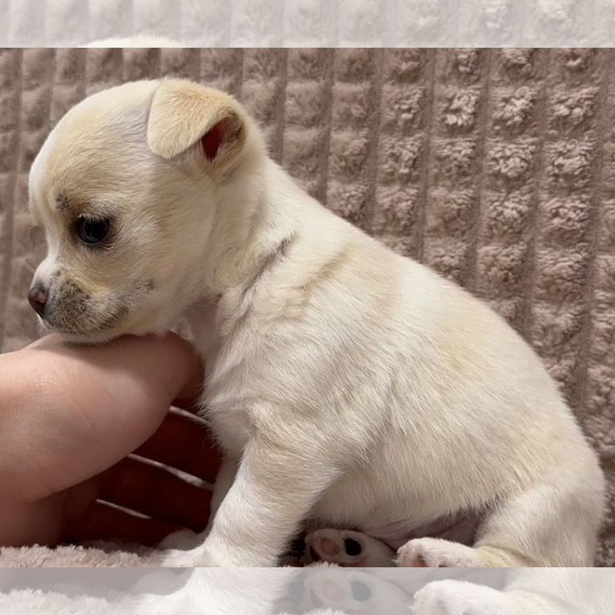 Чихуахуа, щенок