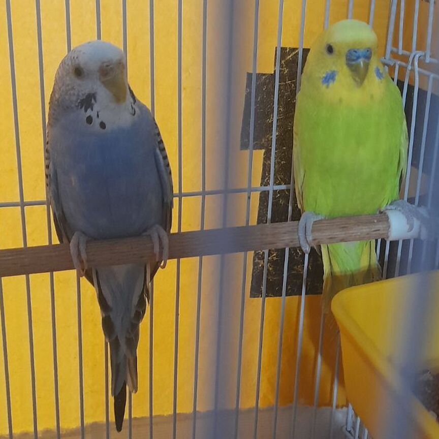 Волнистый попугай