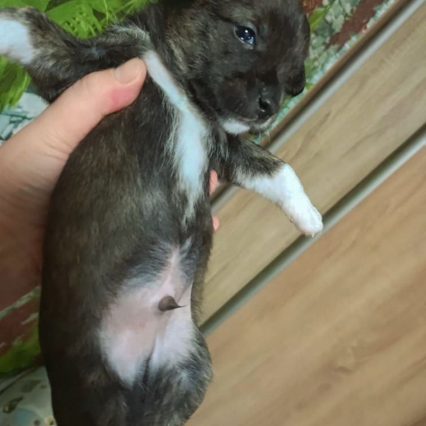 Продам щенков