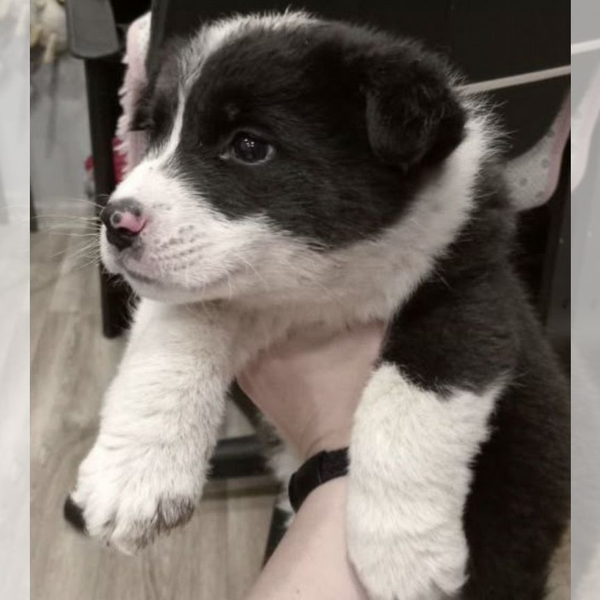 Щенок в добрые руки