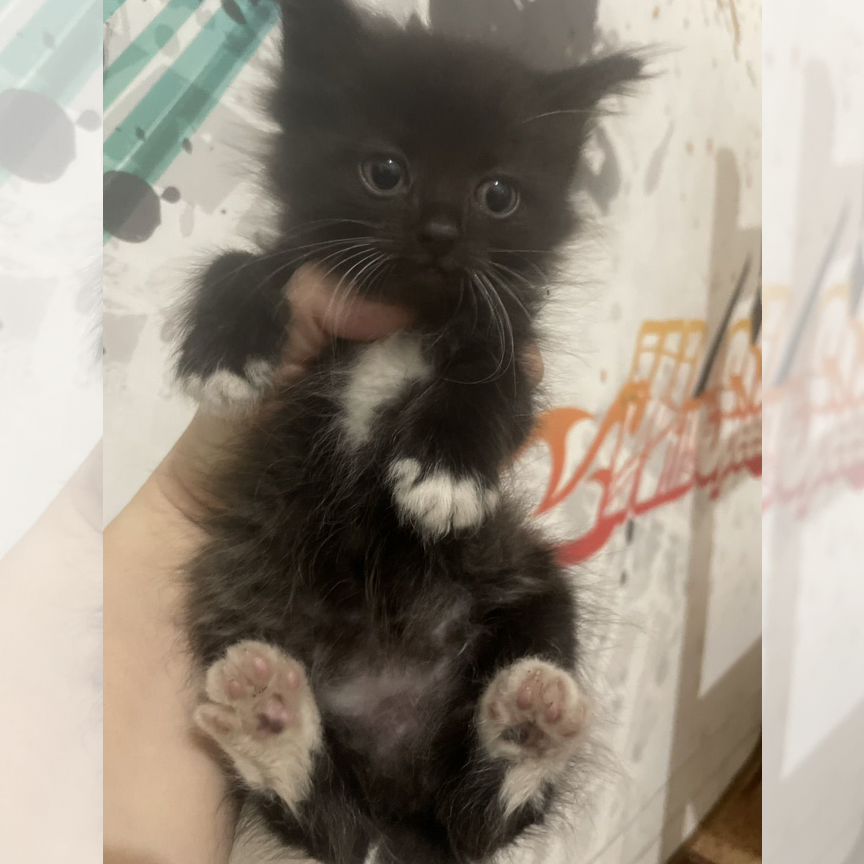 Котёнок в добрые руки