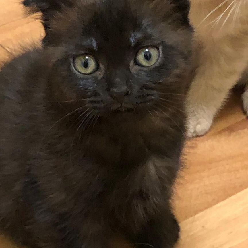 Шотландские вислоухие котята