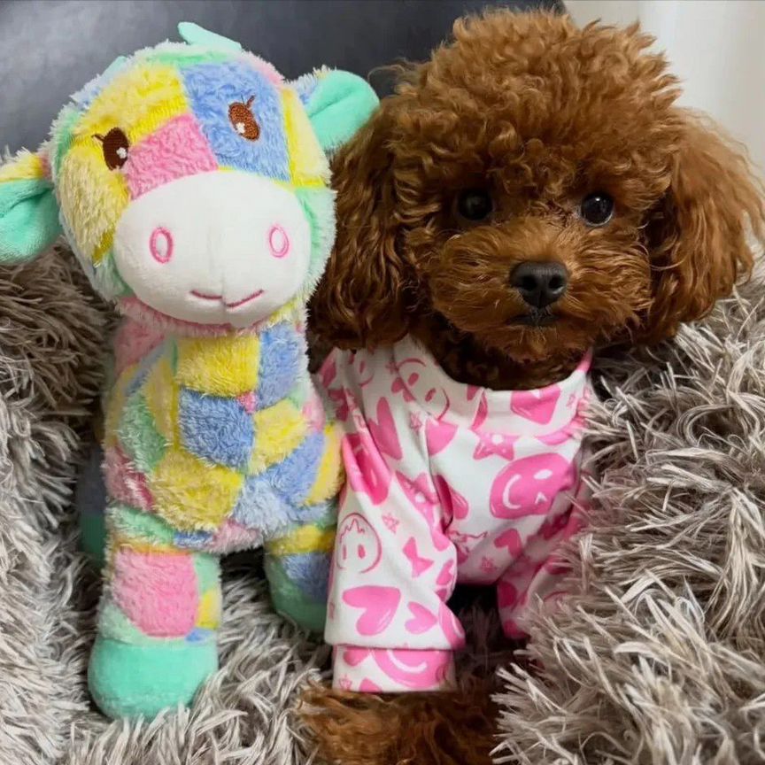 Той-пудель, щенок