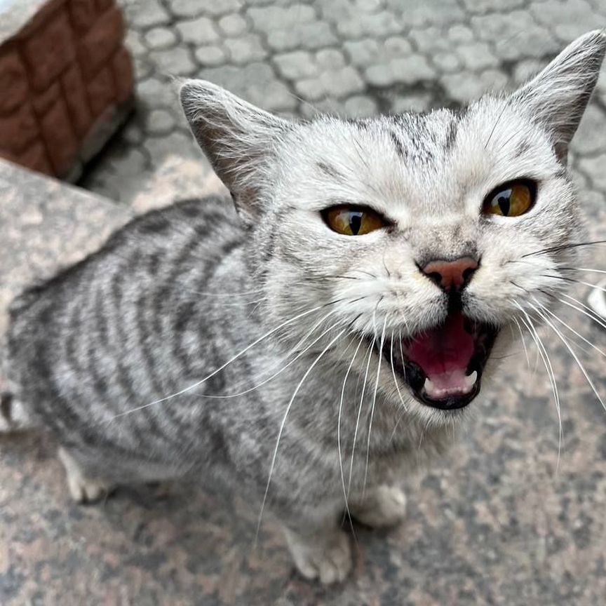 Шотландская прямоухая короткошёрстная, взрослая кошка