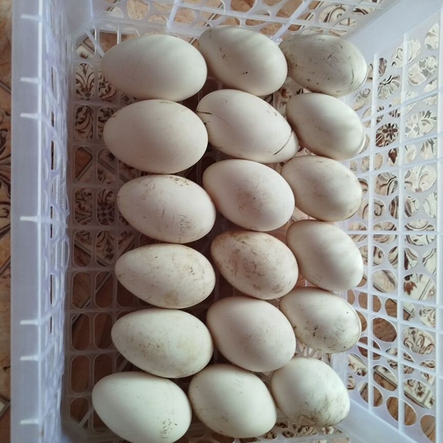 Яйцо гусиное для инкубации