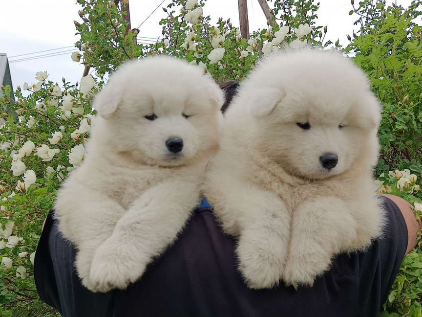 Щенок самоед 2 месяца