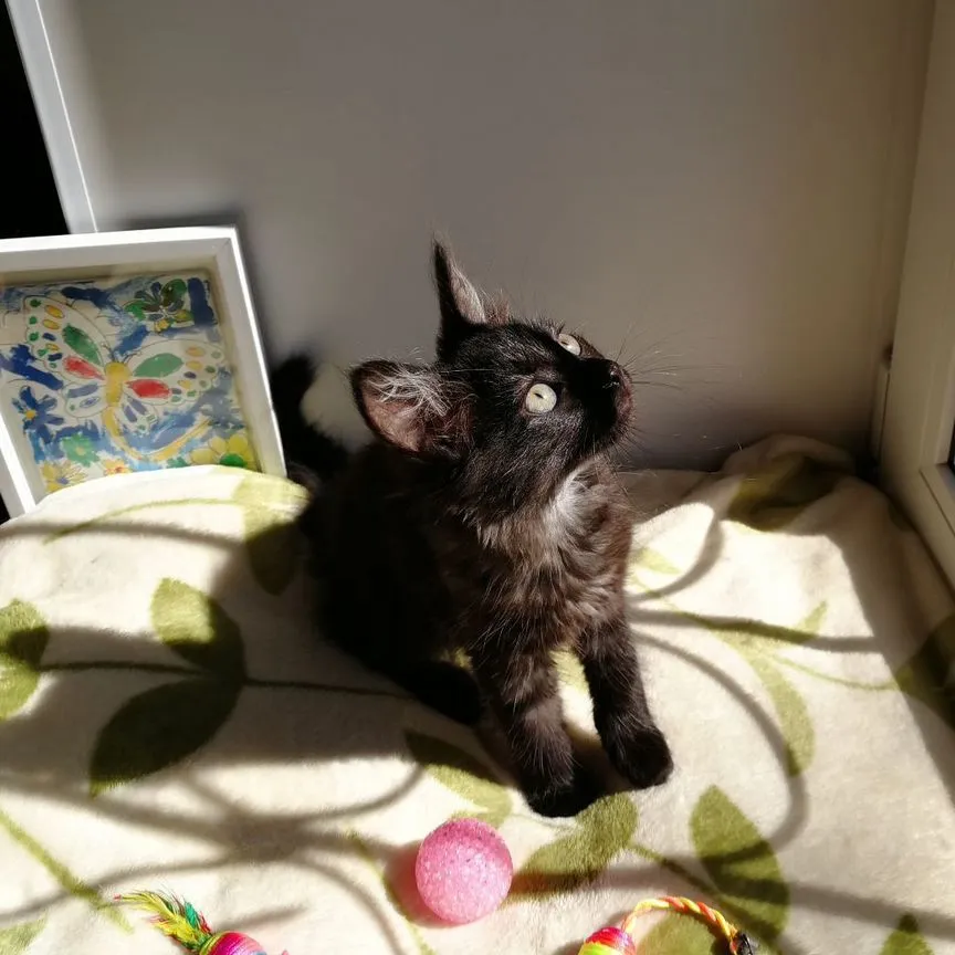 Котёнок