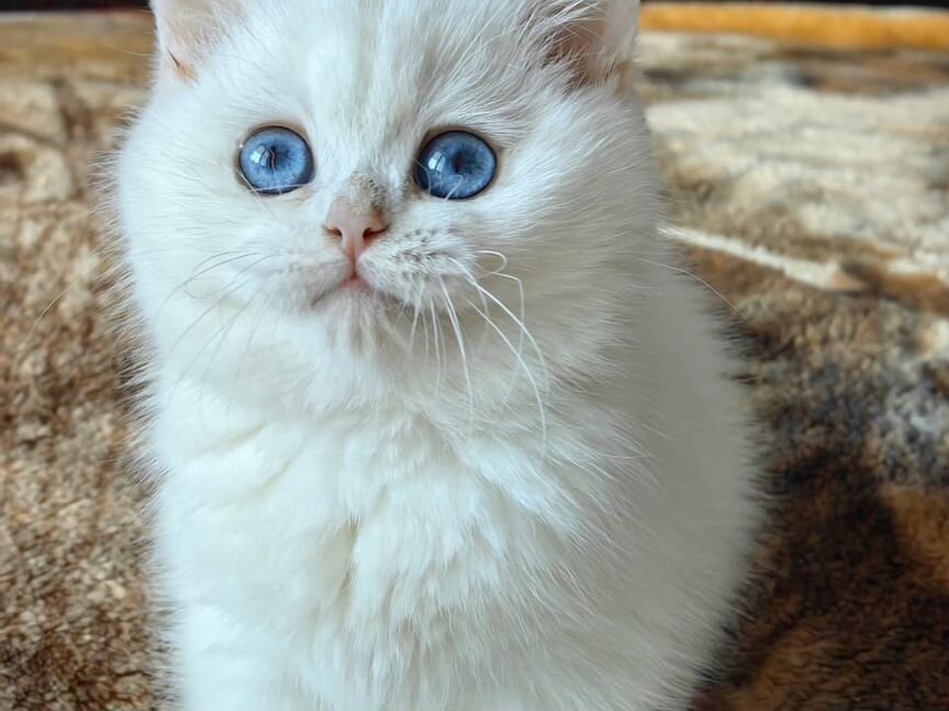 Продам британского котенка шиншила