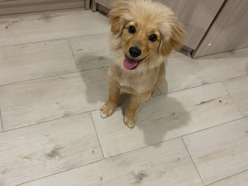 Собака в добрые руки отдам бесплатно