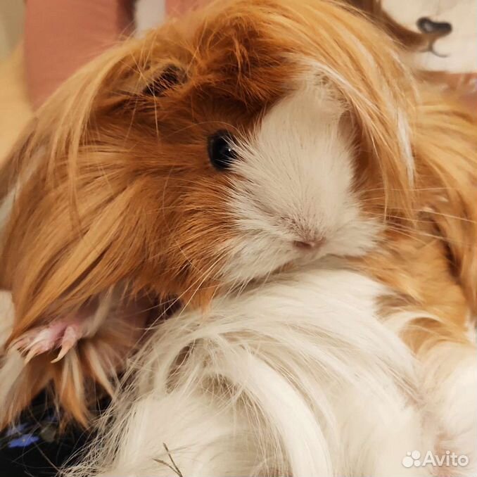 Морская свинка перуанская