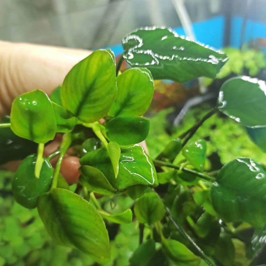 Анубиас, Аквариумное растение, детишки