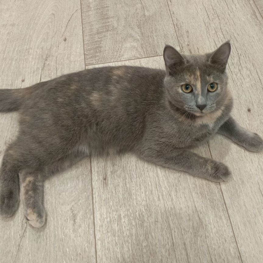 Отдам кота и кошечку в добрые руки