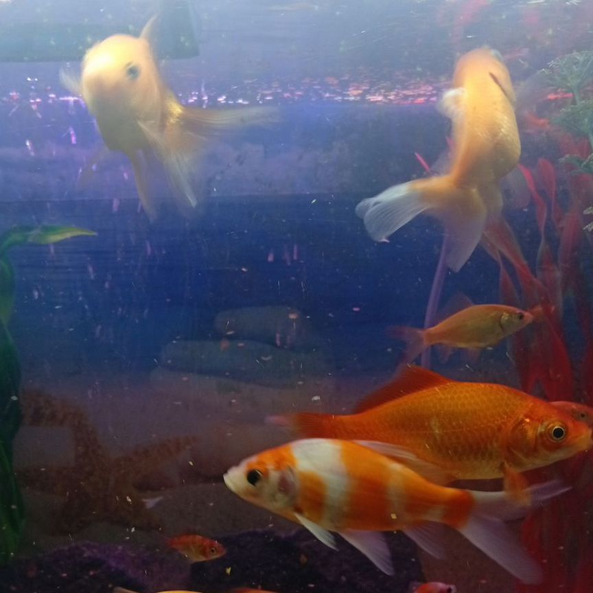 Аквариумные рыбки