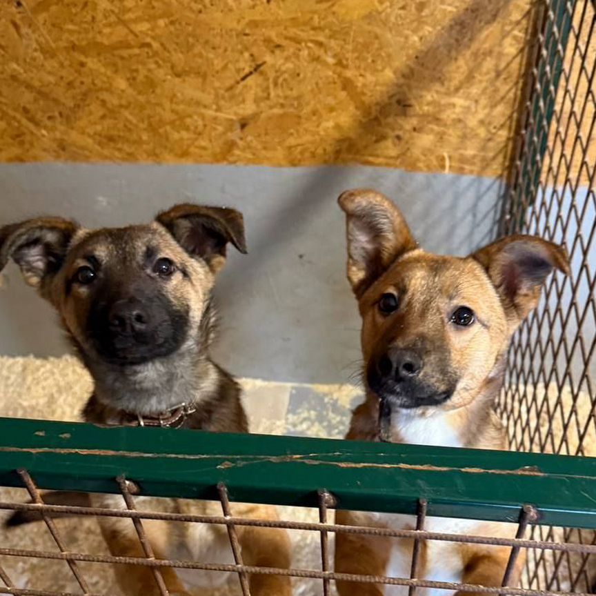 Щенок в добрые руки