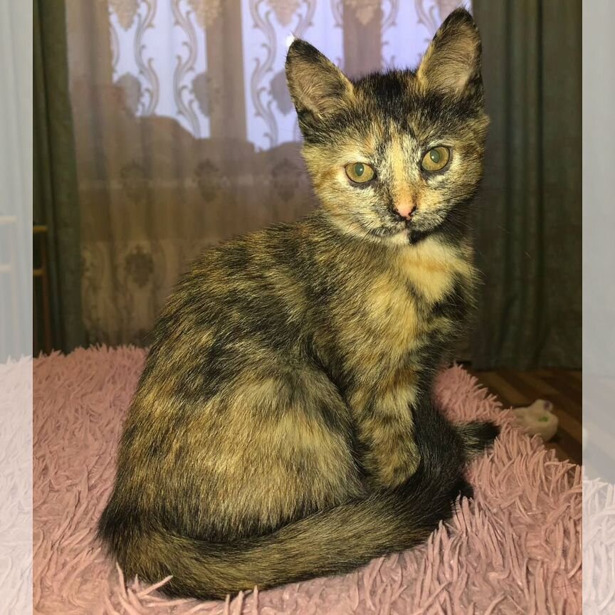 3 кошечки