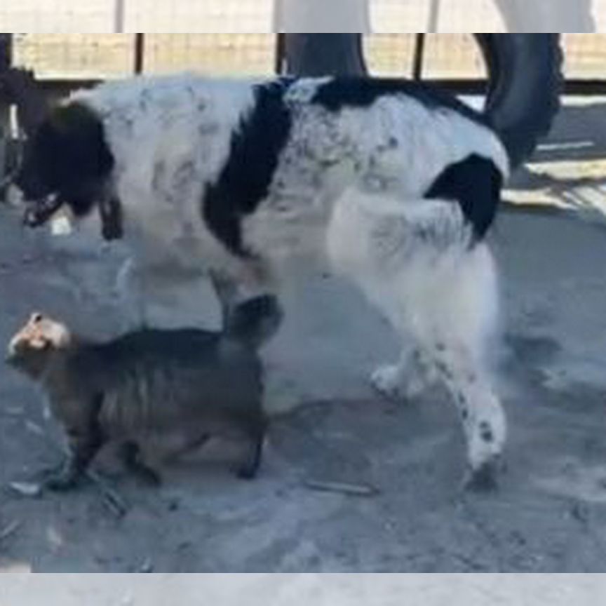 Вязка алабай