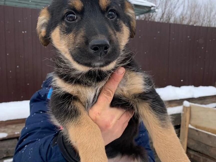 Умные щенки на охрану дома