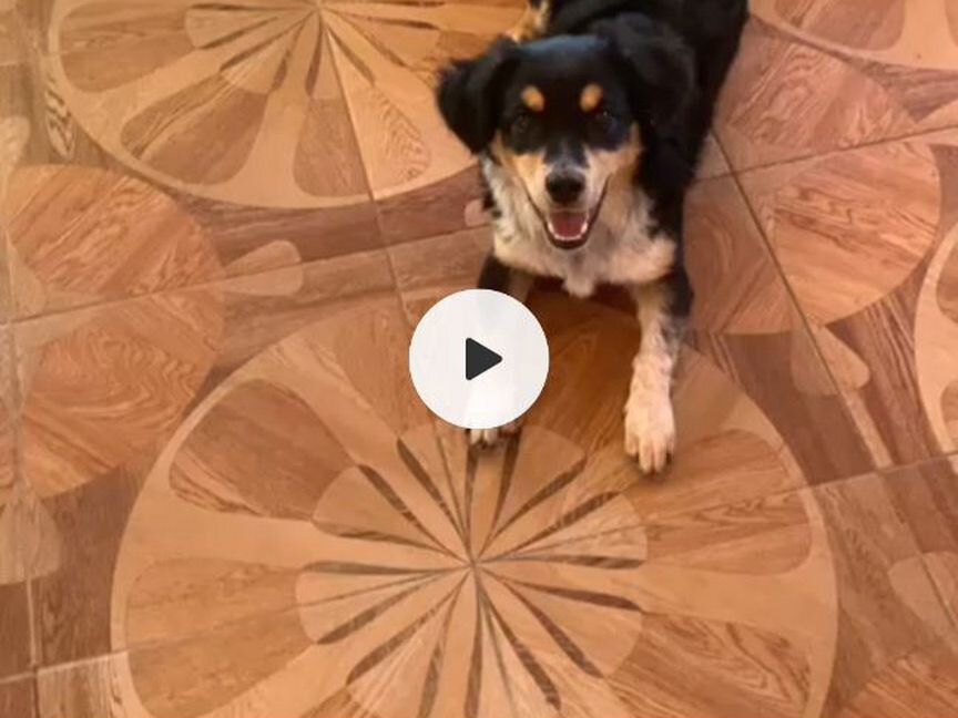 Собака в добрые руки