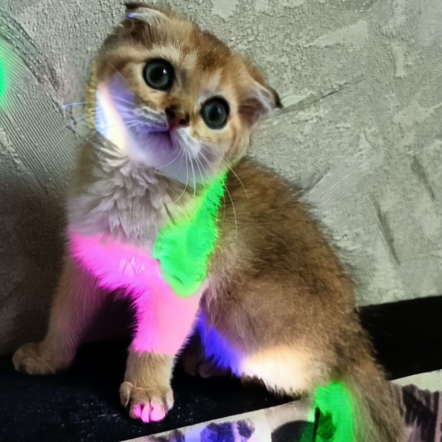 Шотландский вислоухий короткошёрстный котёнок